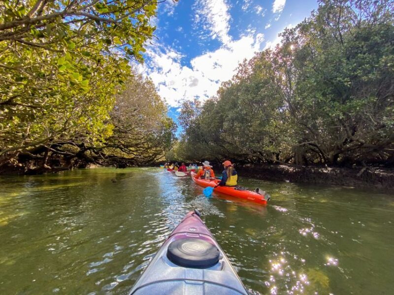 Adelaide: Dolphin Sanctuary Mangroves Kayak Tour - Final Words