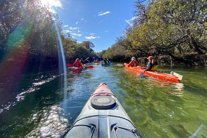 Adelaide Dolphin Sanctuary Mangroves Kayaking Tour - Practical Tips for Travelers