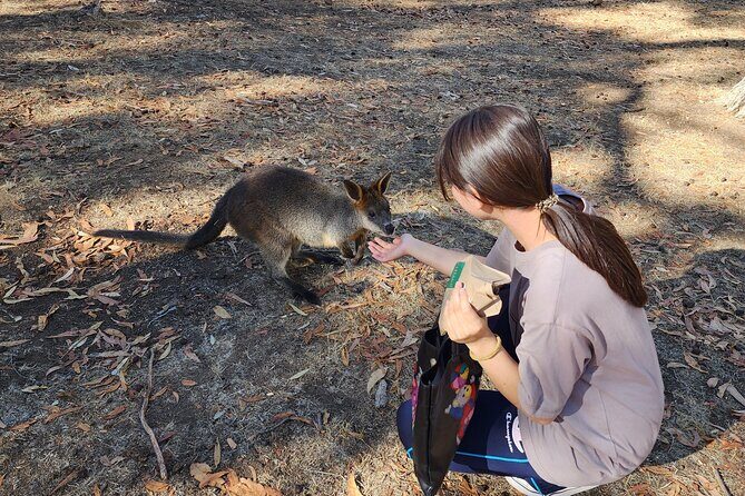 Adelaide Hills Cleland Wildlife Park and Hahndorf Minibus Tour - Summary: Why This Tour Stands Out