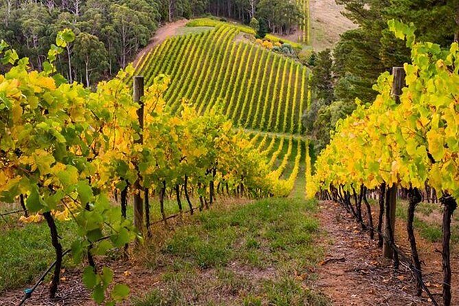 Adelaide Hills Divine Wine Tour - Wine Tasting at Howard Vineyard