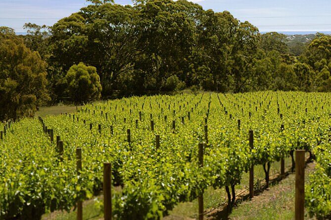 Adelaide Hills Divine Wine Tour - Luxurious Tastings at Sidewood Estate