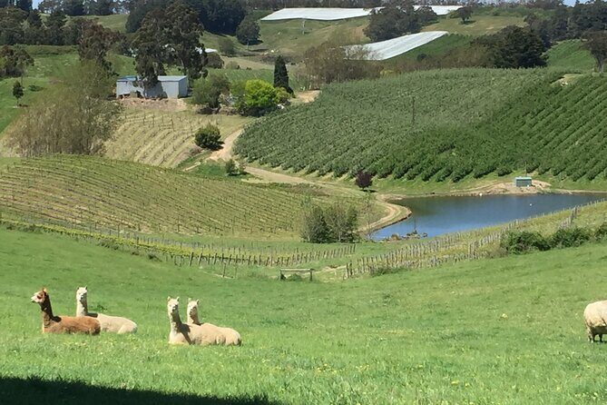 Adelaide Hills & Hahndorf Private Wine Tours - Full Day - Breakdown of the Itinerary
