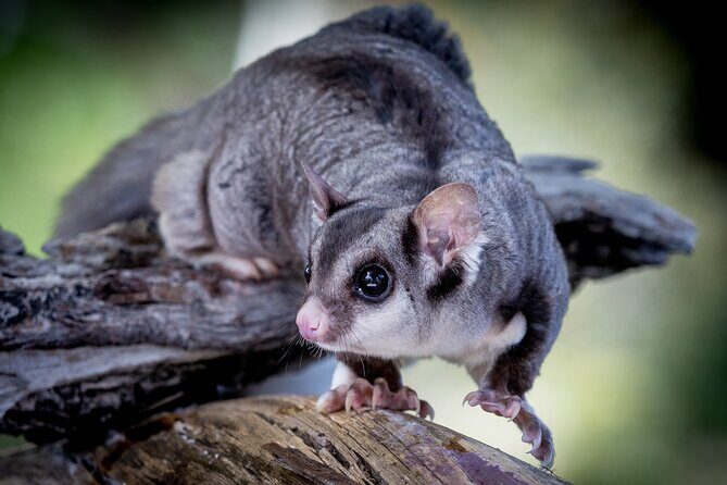 Adelaide Hills Wine & Wildlife Private Tour, inc Hahndorf & lunch - Final Thoughts