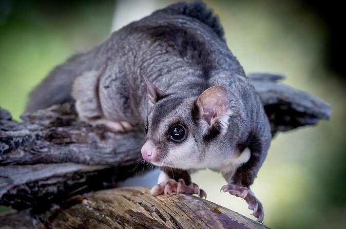 Adelaide Hills Wine & Wildlife Private Tour, inc Hahndorf & lunch - FAQs