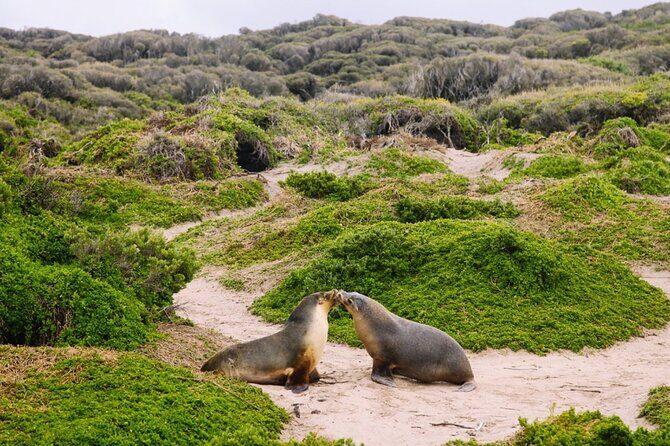 Adelaide: Kangaroo Island 2-Day Epic Adventure Small Group tour - Who Would Love This Experience?