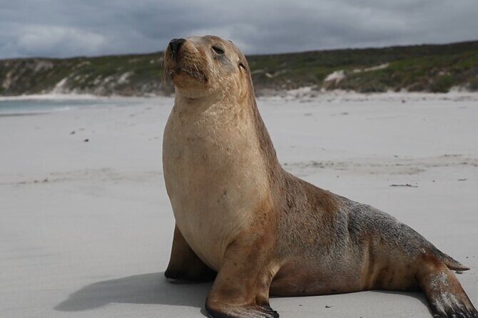 Adelaide: Kangaroo Island 2-Day Epic Adventure Small Group tour - Final Thoughts: Is It For You?