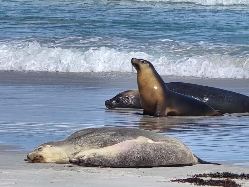 Adelaide: Kangaroo Island 2-Day Epic Wildlife Adventure - Analyzing Value and Cost