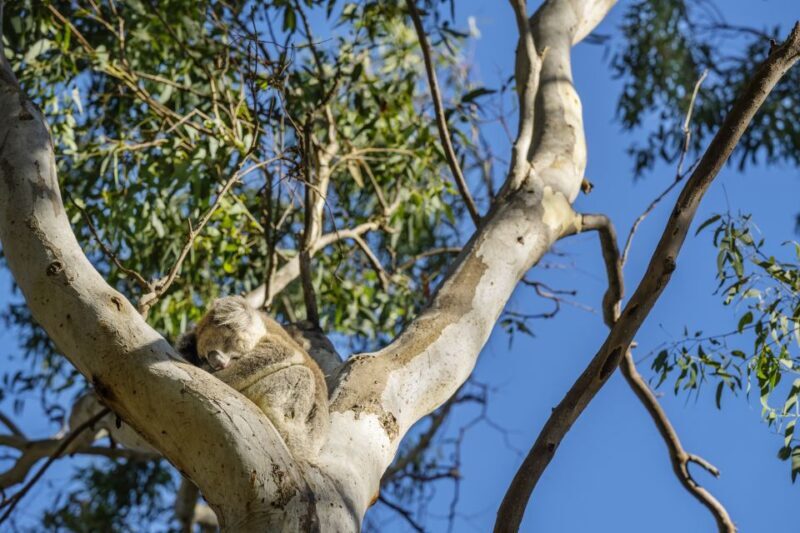 Adelaide: Morialta Wilderness and Wildlife Hike - Frequently Asked Questions
