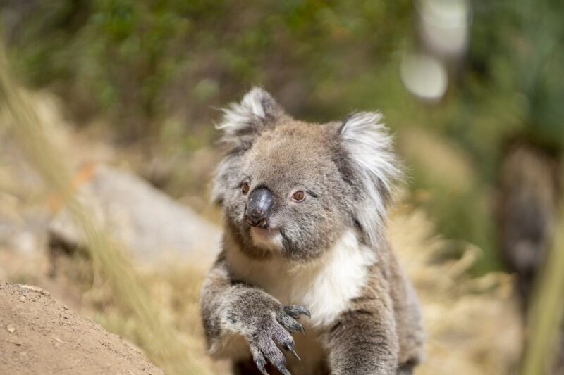 Adelaide: Rock Climbing and Abseiling Experience in Morialta - Meeting and Preparation