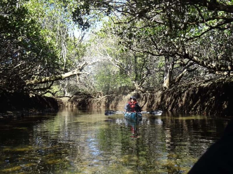Adelaide: Twilight Mangrove Creek Kayak Tour - Key Points