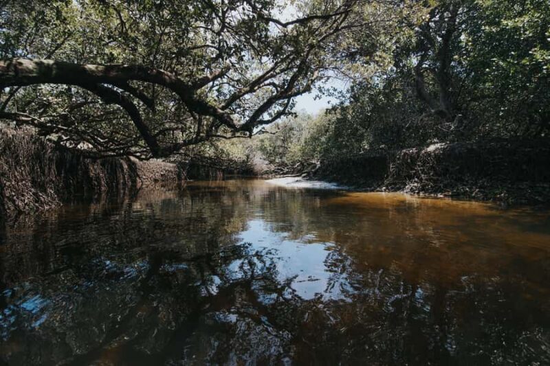 Adelaide: Twilight Mangrove Creek Kayak Tour - Exploring the Experience