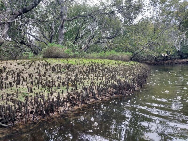 Adelaide: Twilight Mangrove Creek Kayak Tour - Why This Tour Is a Must-Do