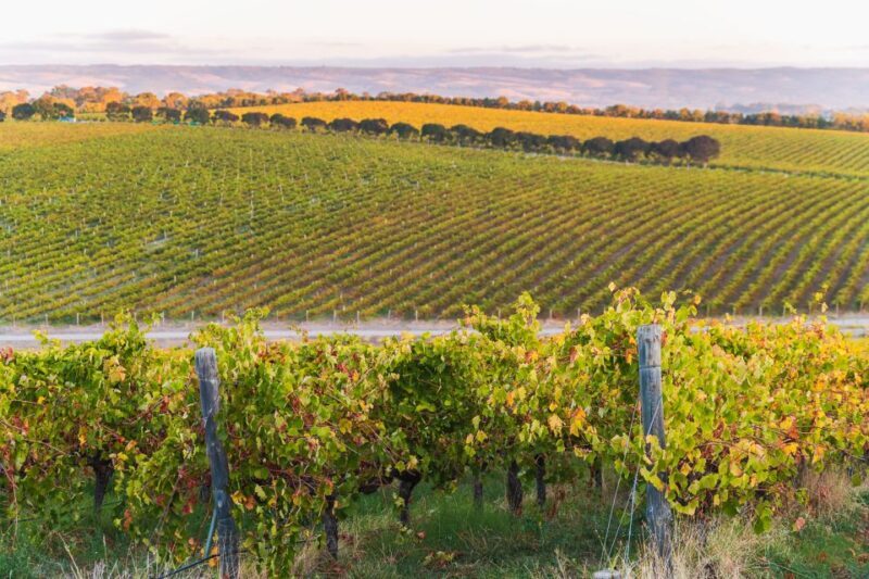 Adelaide: Wine and Wildlife 4WD Tour - Who Should Consider This Tour?