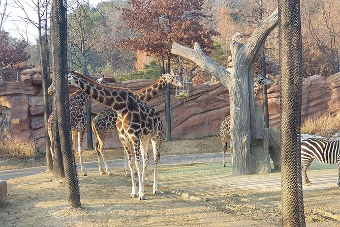 Admission to Everland Theme Park with Transport from Seoul - Introduction: Is This Tour Right for You?