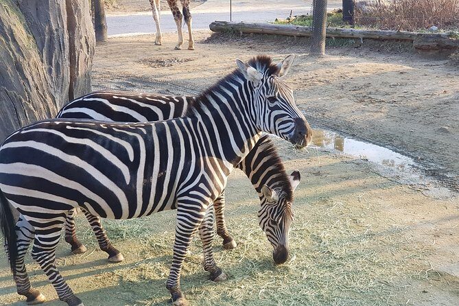 Admission to Everland Theme Park with Transport from Seoul - Who Should Consider This Tour?