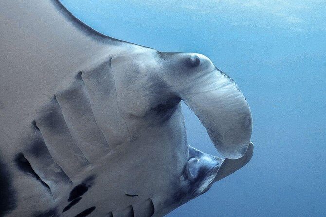 Advanced Open Water Course - Advanced Certification in Lembongan (next to Bali) - What’s Next?