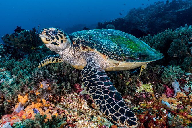 Advanced Open Water Course in Pemuteran - Certification in Bali (Menjangan park) - An In-Depth Look at the Course Experience