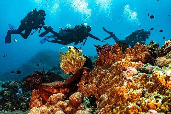 Advanced Open Water Course in Pemuteran - Certification in Bali (Menjangan park) - Final Thoughts: Is It Worth It?