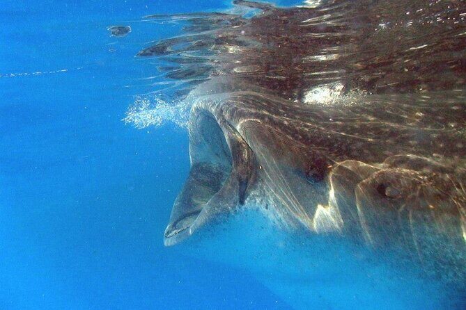 Adventure and Snorkel with the Whale Shark departing from Cancun - An Exciting Day on the Water: What to Expect
