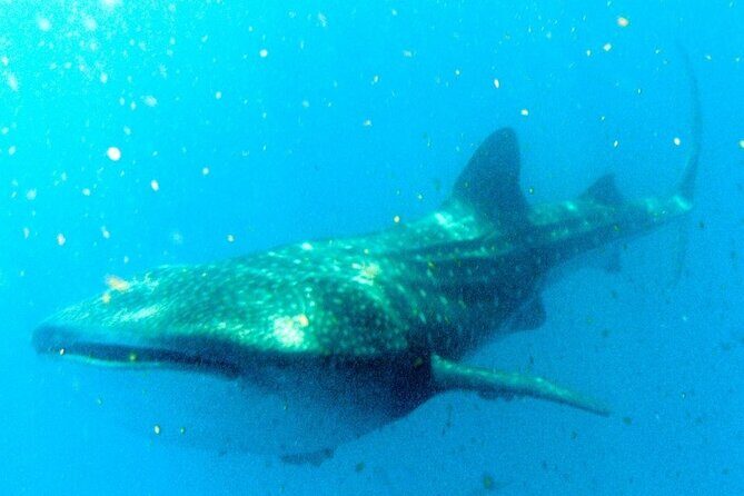 Adventure and Snorkel with the Whale Shark departing from Cancun - The Bottom Line