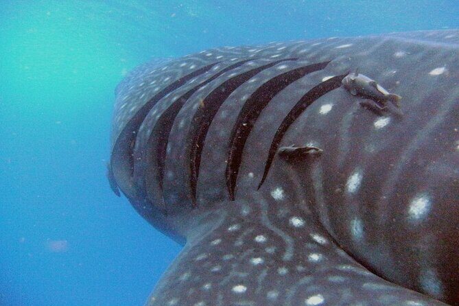 Adventure and Snorkel with the Whale Shark From Playa del Carmen - Key Points