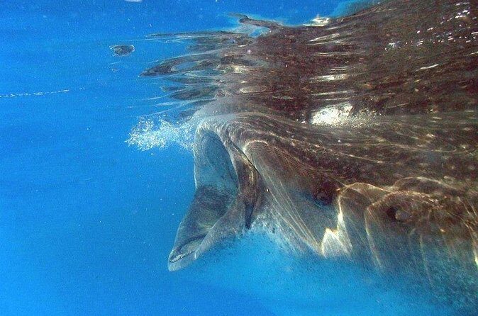 Adventure and Snorkel with the Whale Shark From Playa del Carmen - Who Should Consider This Tour?