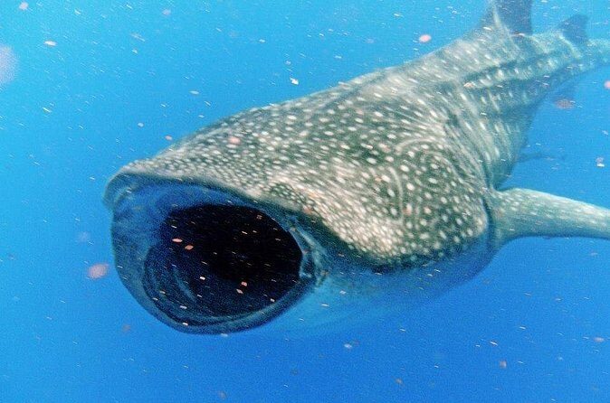 Adventure and Snorkel with the Whale Shark From Playa del Carmen - The Sum Up: Is It Worth It?