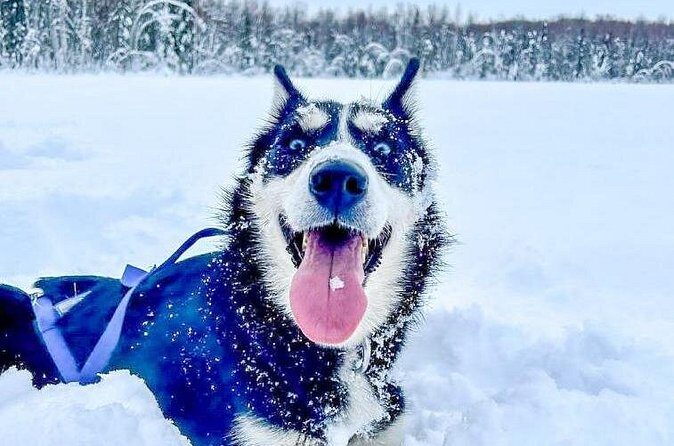 Adventure Awaits Dog Sledding on Stunning Alaskan Trails - FAQ