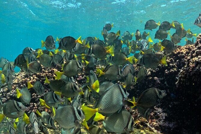 Adventure DE Snorkeling at Dawn - Who Will Love This Experience