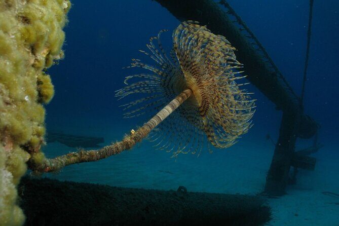Adventure Dives for certified divers in Nea Makri, Athens - The Sum Up