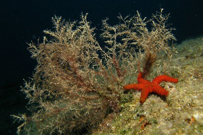 Adventure Dives for certified divers in Nea Makri, Athens - FAQ