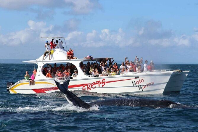 Adventure in Samaná Whale Watching, Limón Waterfall, and More - Introduction: Who This Tour Is For