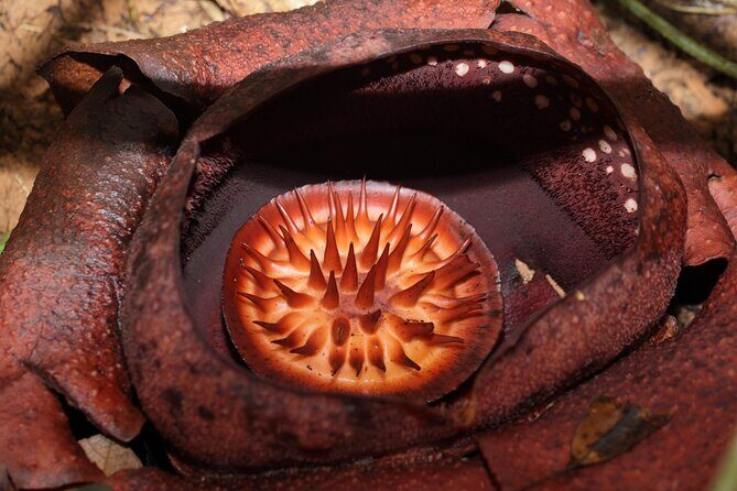 Adventure Off Road Safari to Khao Lak National Park - Who Will Enjoy This Tour?