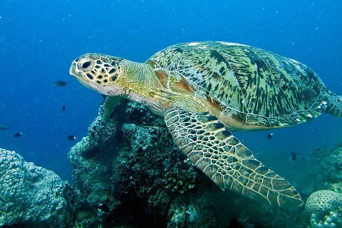 Adventure Rafting - Mooloolaba Turtle Tour - Why Choose This Tour?