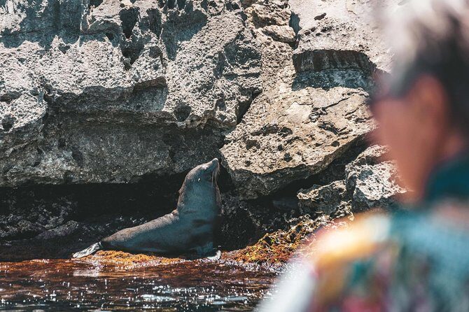 Adventure Rottnest Tour with Ferry & Adventure Cruise - Key Points