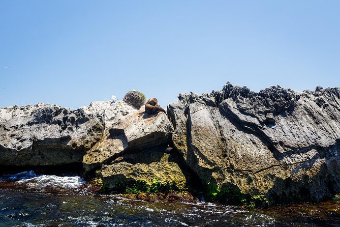 Adventure Rottnest Tour with Ferry & Adventure Cruise - Who should consider this tour?