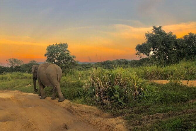 Adventure safari Experience in Hurulu Eco Park, Sri Lanka - Introduction: Why This Safari Is Worth Considering