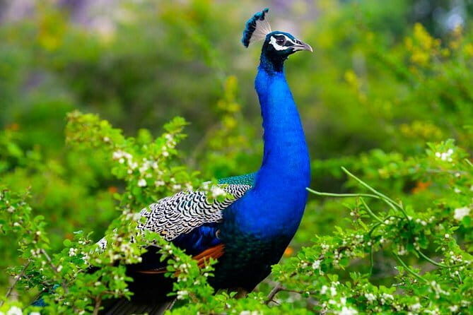 Adventure safari Experience in Hurulu Eco Park, Sri Lanka - The Practical Side: Pricing, Timing, and Logistics