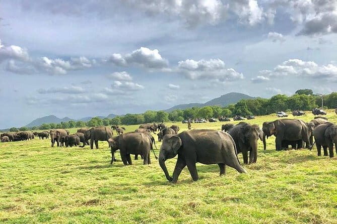 Adventure safari Experience in Hurulu Eco Park, Sri Lanka - Who Will Appreciate This Safari?