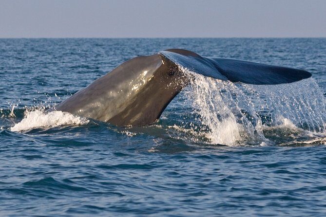 Adventure Sri Lanka ( 5N/6D) - Exploring the Itinerary in Detail