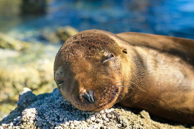 Adventure to Espiritu Santo Island: Snorkel with Sea Lions and Beach - FAQs