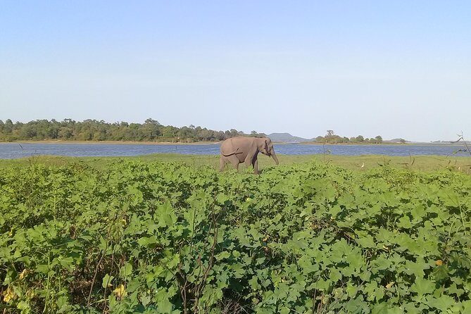 Adventure trincomalee to sigiriya and wild safari ,village tour - Engaging Review of the Trincomalee to Sigiriya and Wild Safari Tour
