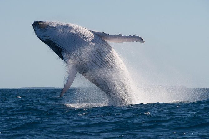 Adventure Whale Watching Tour Mooloolaba - Who Will Love This Tour?