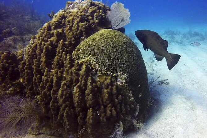 Adventures of the Lost Atlantis Bimini Road - Authentic Experiences and Traveler Feedback