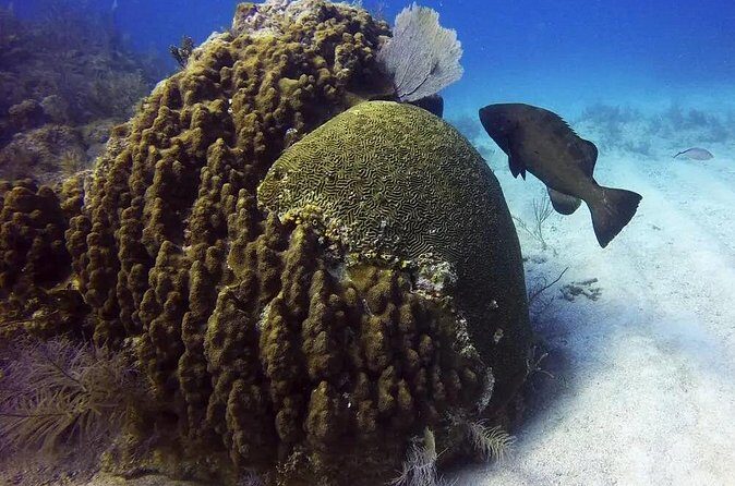 Adventures of the Lost Atlantis Bimini Road - Frequently Asked Questions