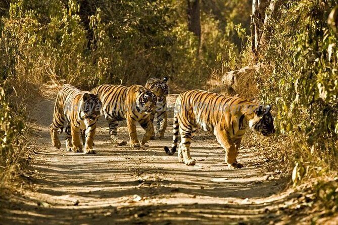 Adventures Ranthambore Wildlife Safari Tour from Delhi with Safari Rides - Detailed Breakdown of the Itinerary