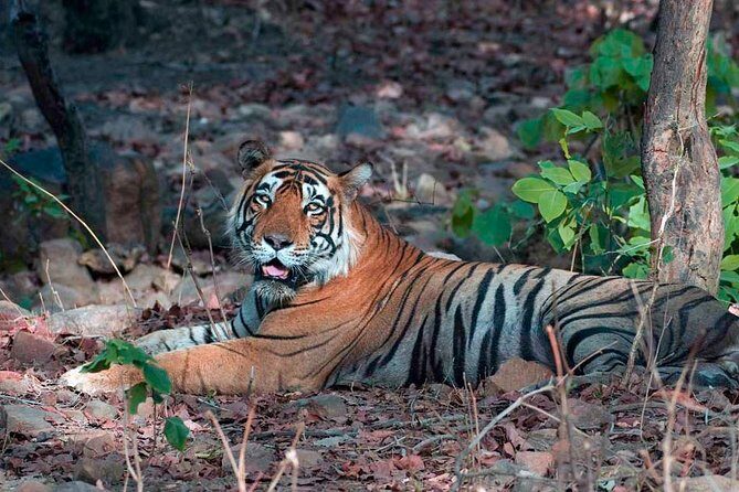 Adventures Ranthambore Wildlife Safari Tour from Delhi with Safari Rides - Frequently Asked Questions