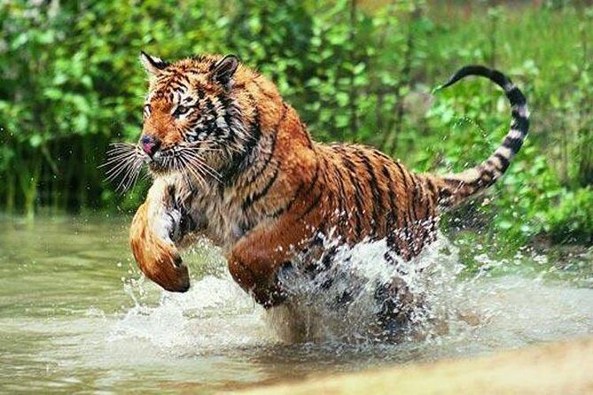 Adventures Ranthambore Wildlife Safari Tour from Delhi with Safari Rides - Discovering Ranthambore with a 3-Day Wildlife Safari from Delhi