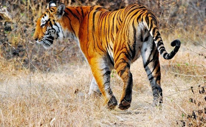 Adventures Ranthambore Wildlife Safari Tour from Delhi with Safari Rides - Key Points