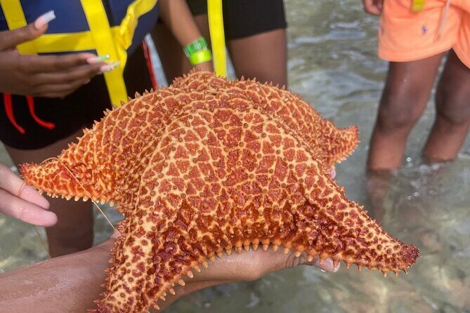 Adventurous-Snorkeling With Sightseeing of Montego Bay - Transportation and Overall Value